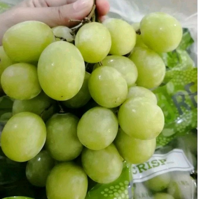 Jual Anggur Hijau USA Autumn Green Crunchy Seedless Tanpa Biji | Shopee ...