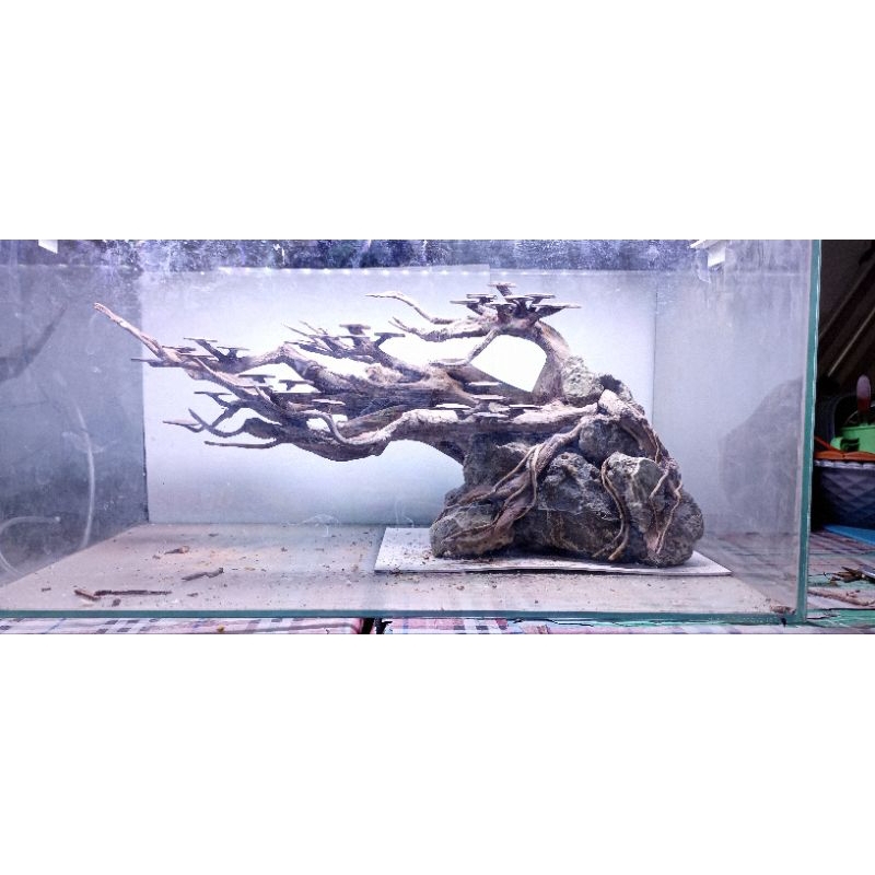 Jual KAYU RENTEK AQUASCAPE/PALUDARIUM size L/BONUS MOSS WEPPING,KADAKA ...