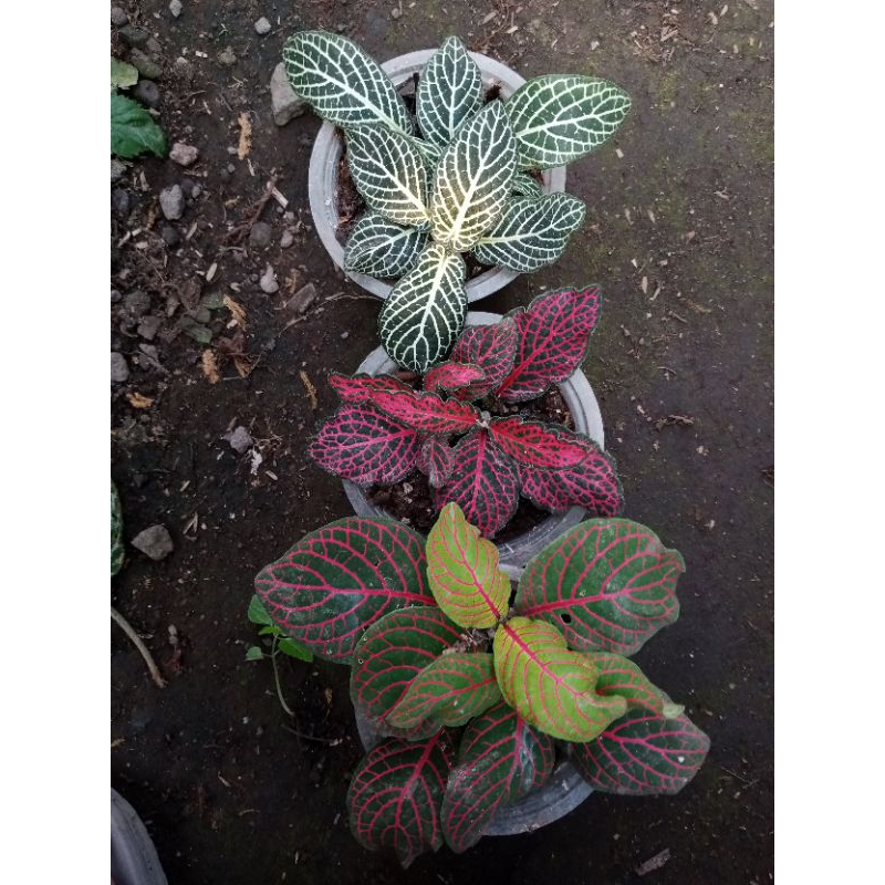 Jual paket fitonia 3 warna | Shopee Indonesia