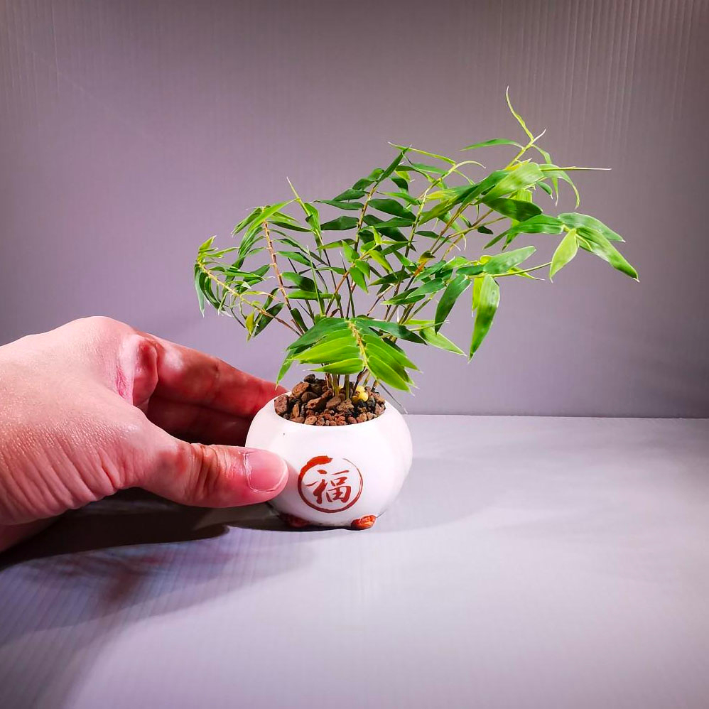 Jual Tanaman Hias Bambu Micro mini Thailand - sasa pygmaea bamboo dwarf ...