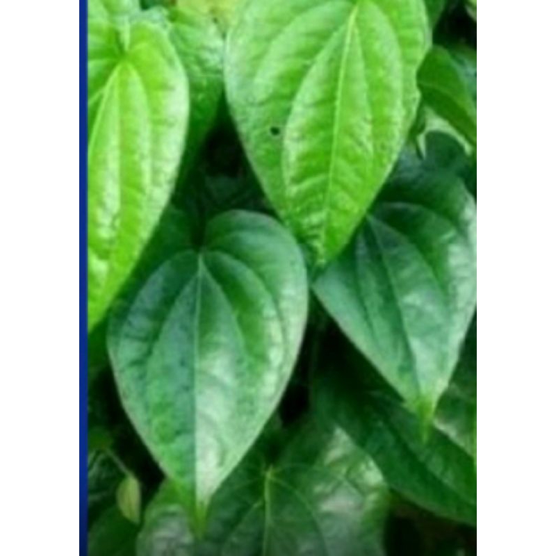 Jual Daun sirih hijau segar obat herbal 1lembar 200perak minamal ...