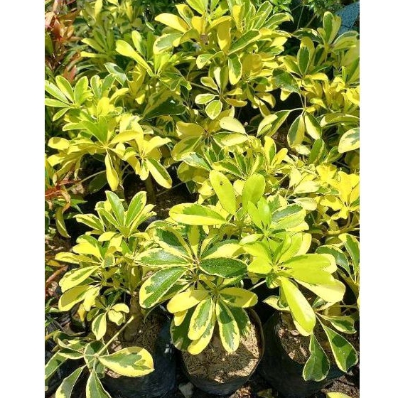 Jual Tanaman Hias Wali Songo, WaliSongo Daun Kuning | Shopee Indonesia