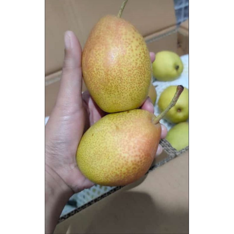 Jual Buah Pir Xiangli rasa manis segar | Shopee Indonesia