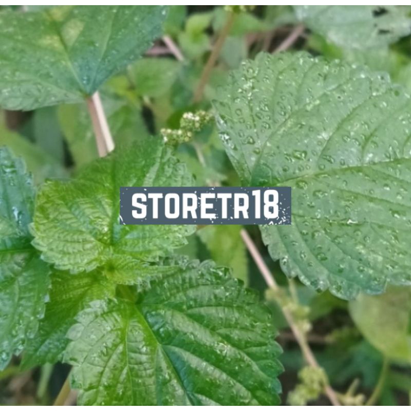 Jual Jual Daun Jelatang Daun Gatal Atau Daun Pulus Segar 500 Gram ...