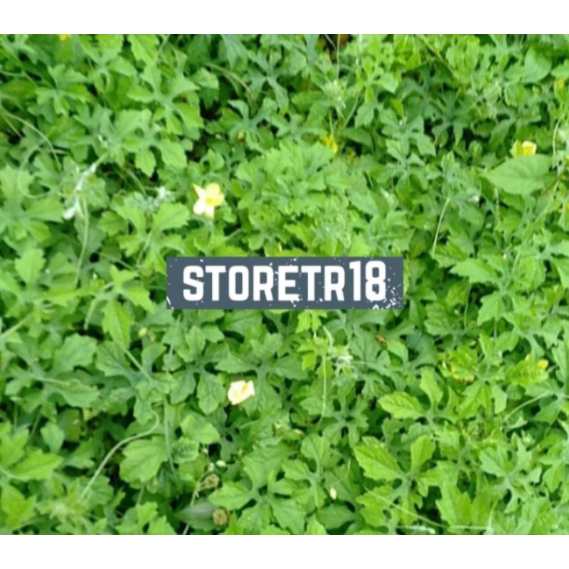 Jual Daun Pare Atau Paria Hutan Segar Fresh 250 Gram | Shopee Indonesia