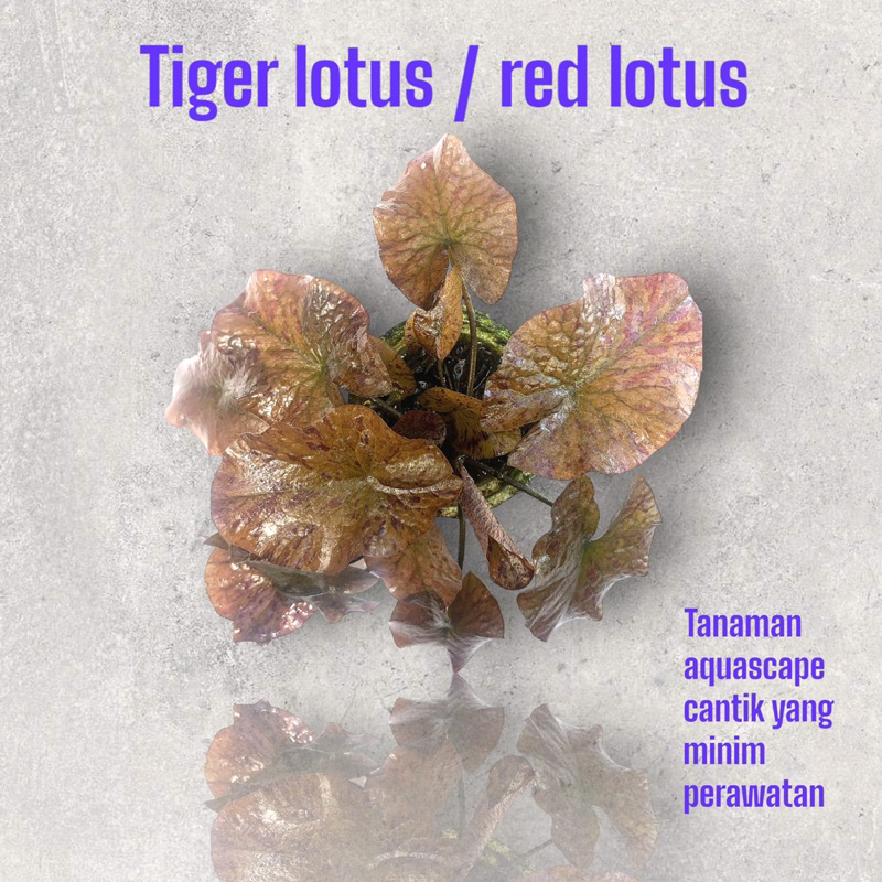 Jual TIGER LOTUS RED LOTUS TANAMAN AQUASCAPE | Shopee Indonesia