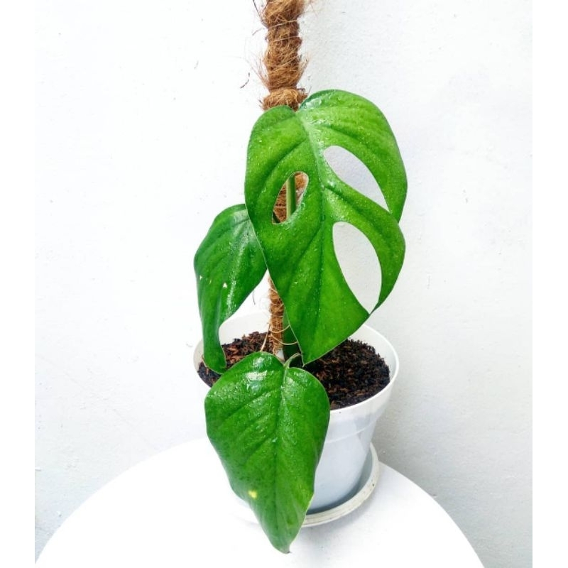 Jual Tanaman Hias Monstera Raphidopora pertusa | Shopee Indonesia
