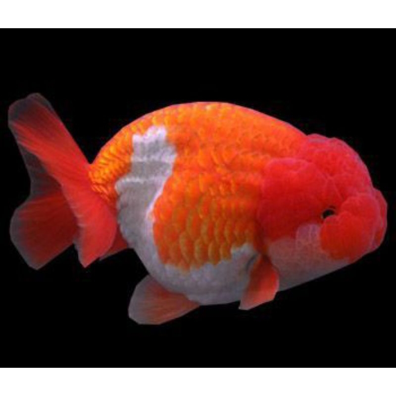 Jual ikan hias air tawar koki/goldfish jenis rancu body bulat gemoy ...
