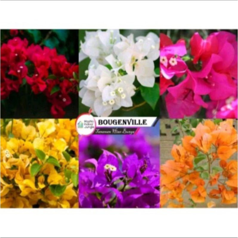 Jual TERLARIS NO 1!!TANAMAN HIAS BUGENVIL BUNGA KERTAS/Bougenville ...