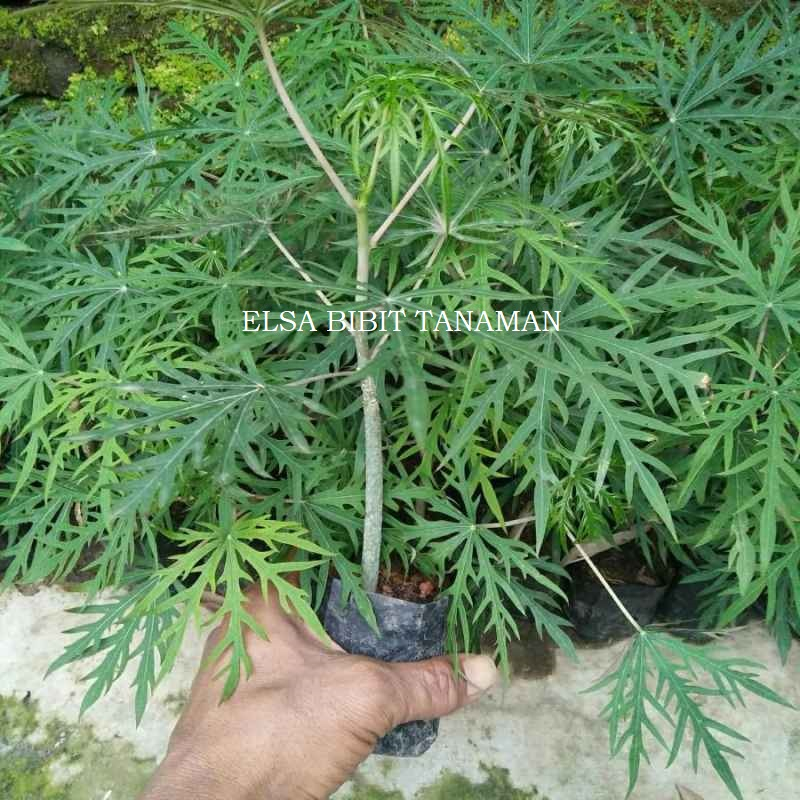 Jual BIBIT YODIUM OBAT LUKA LUAR | TANAMAN HERBAL (beli 5 gratis 1 ...