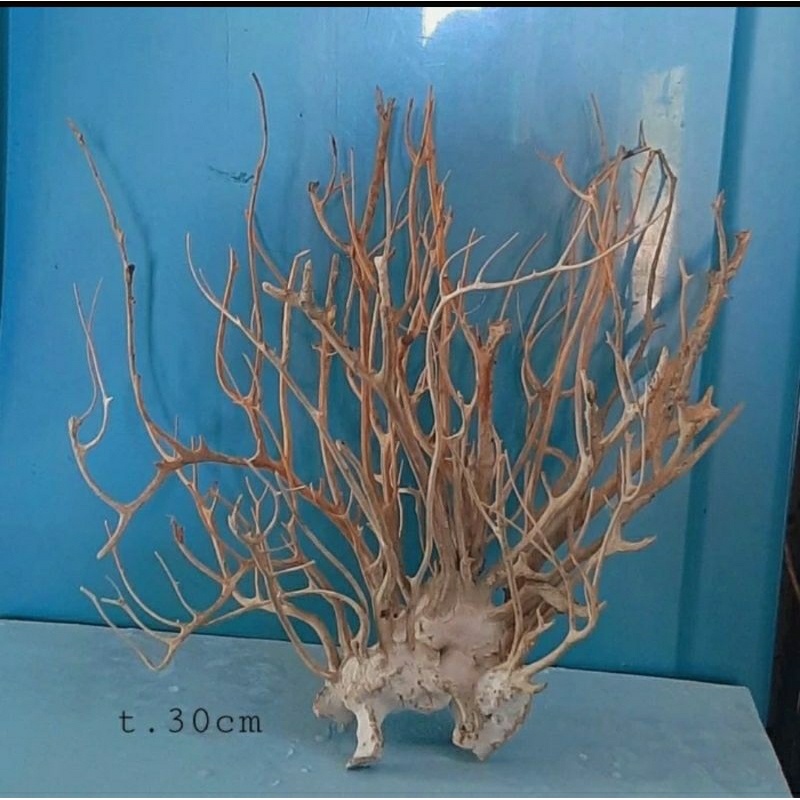Jual Hiasan Kayu Aesthetic / Akar bahar laut | Shopee Indonesia