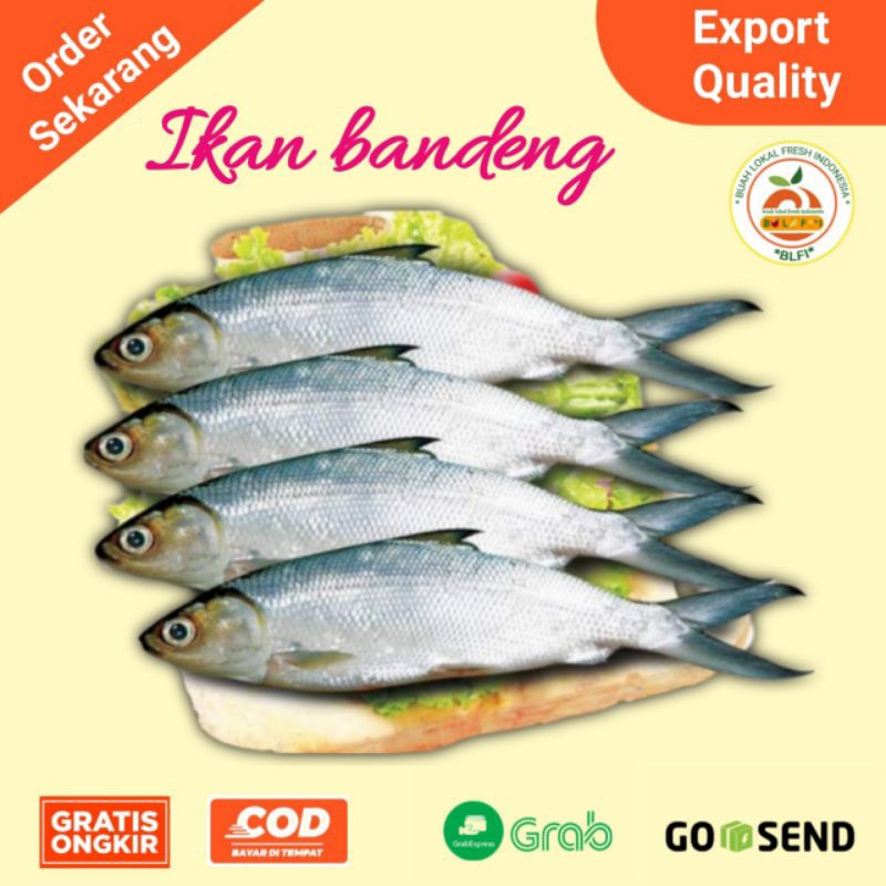 Jual IKAN BANDENG PREMIUM FRESH | Shopee Indonesia