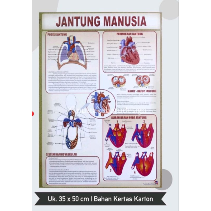Jual poster jantung manusia | Shopee Indonesia