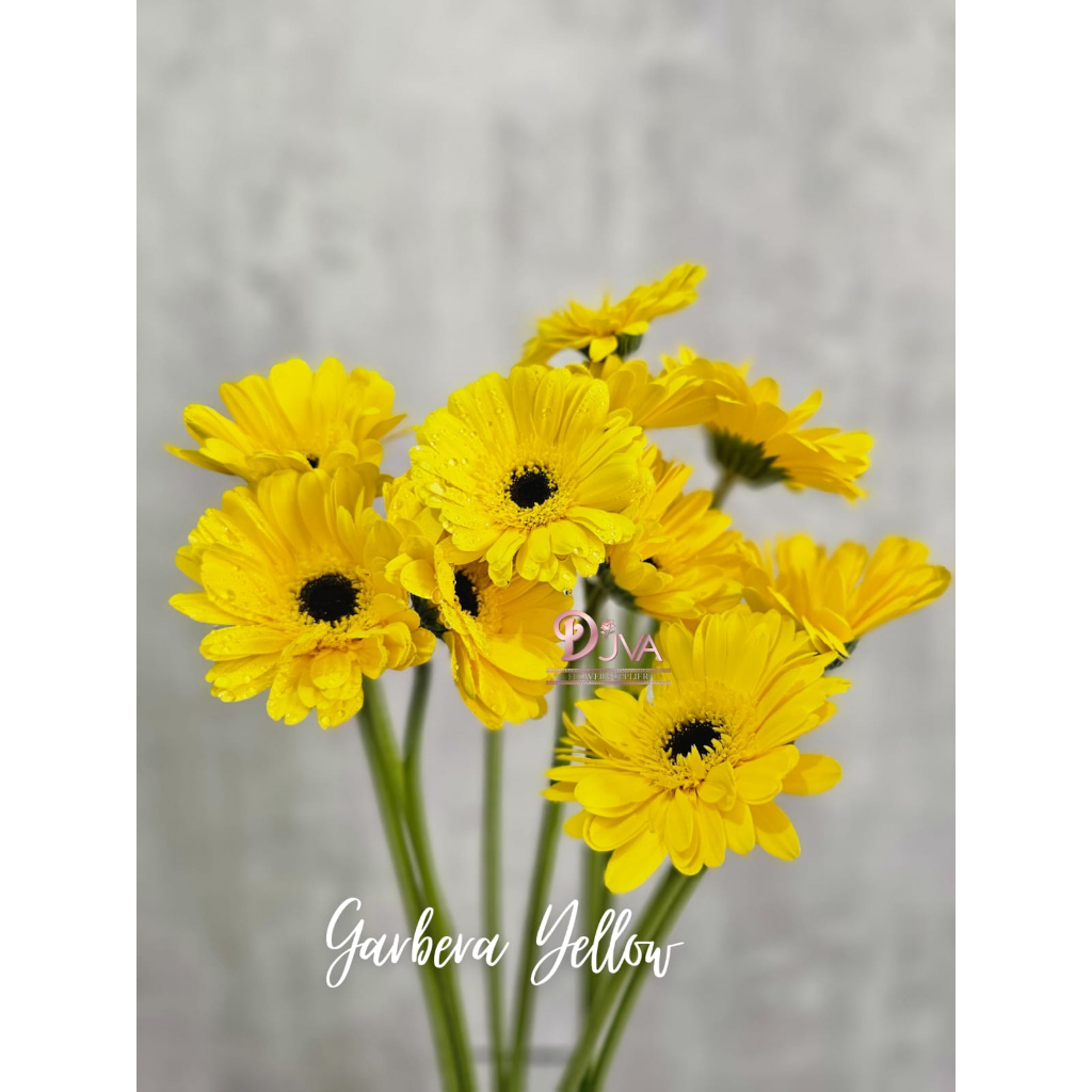 Jual Bunga Potong Garbera Local Fresh Flower Dekorasi Bunga Hiaa ...