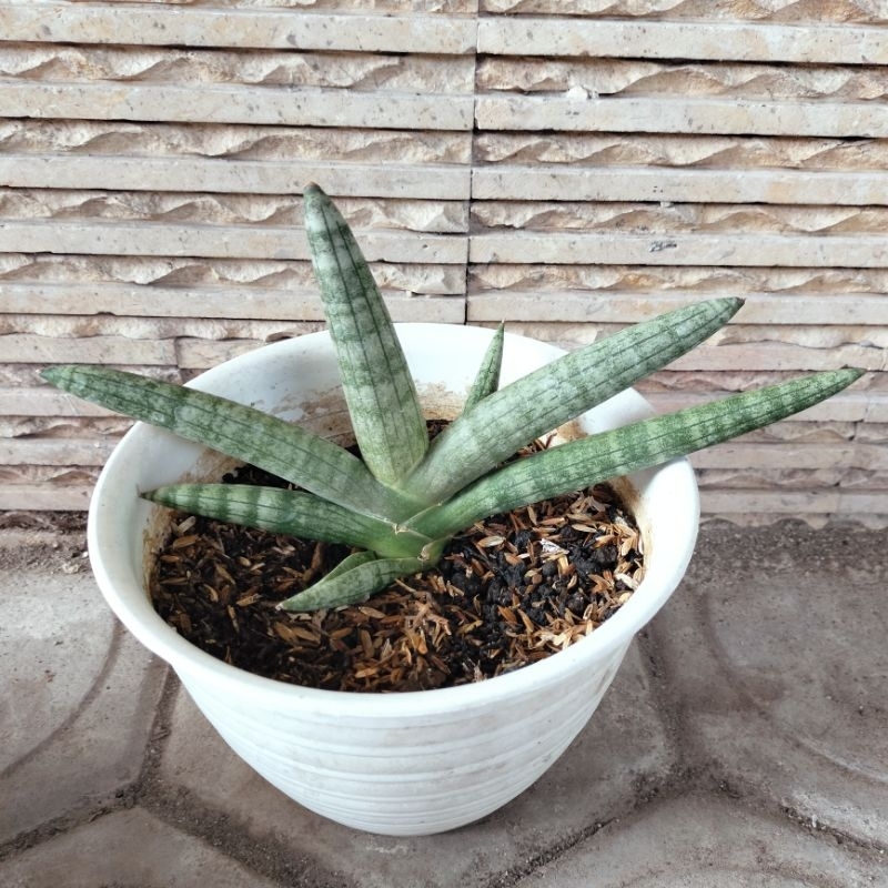 Jual Boncel | Shopee Indonesia