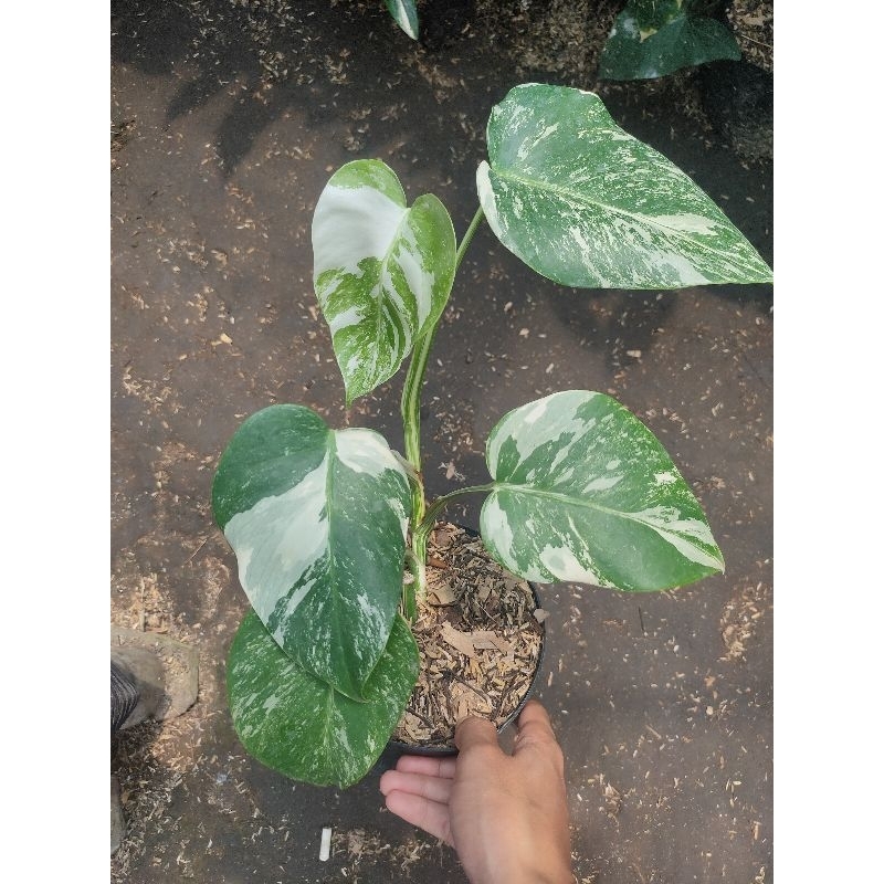 Jual monstera variegata marble | Shopee Indonesia