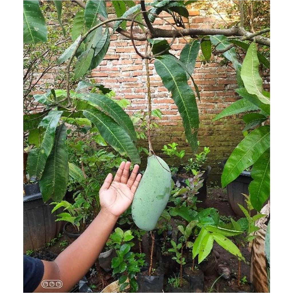 Jual Bibit tanaman buah mangga mahatir super besar / Tanaman mangga ...