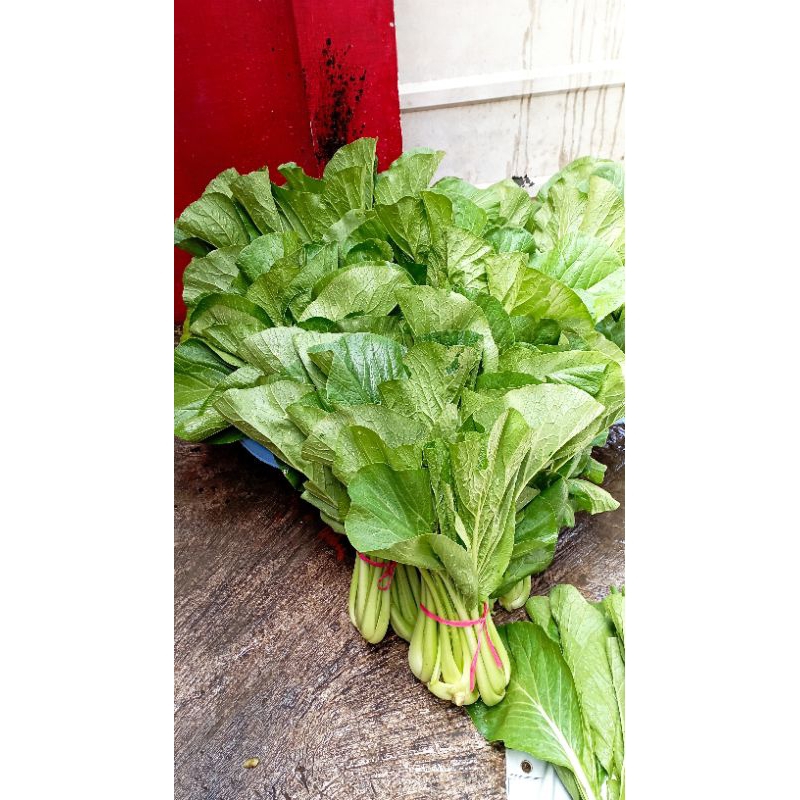 Jual Sawi Caisim Organik non Pestisida/ Sawi Segar/Sawi Manis/Besar ...