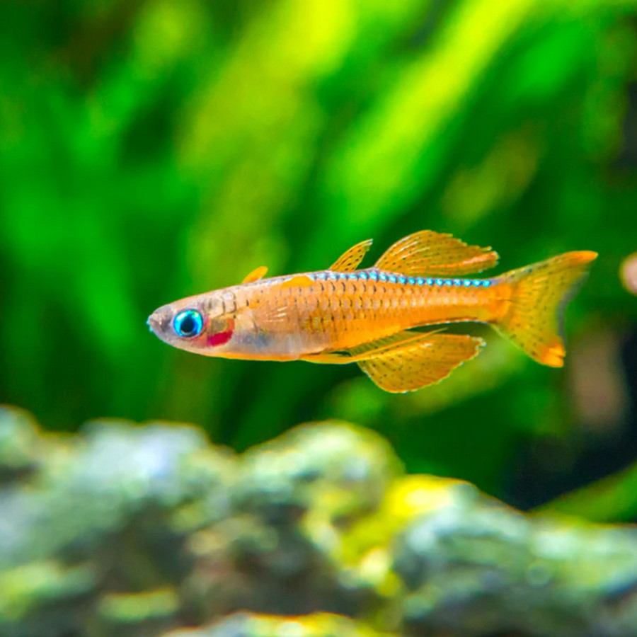 Jual Ikan Red Neon Blue Eye Rainbowfish/ Paskai | Ikan Hias Air Tawar ...