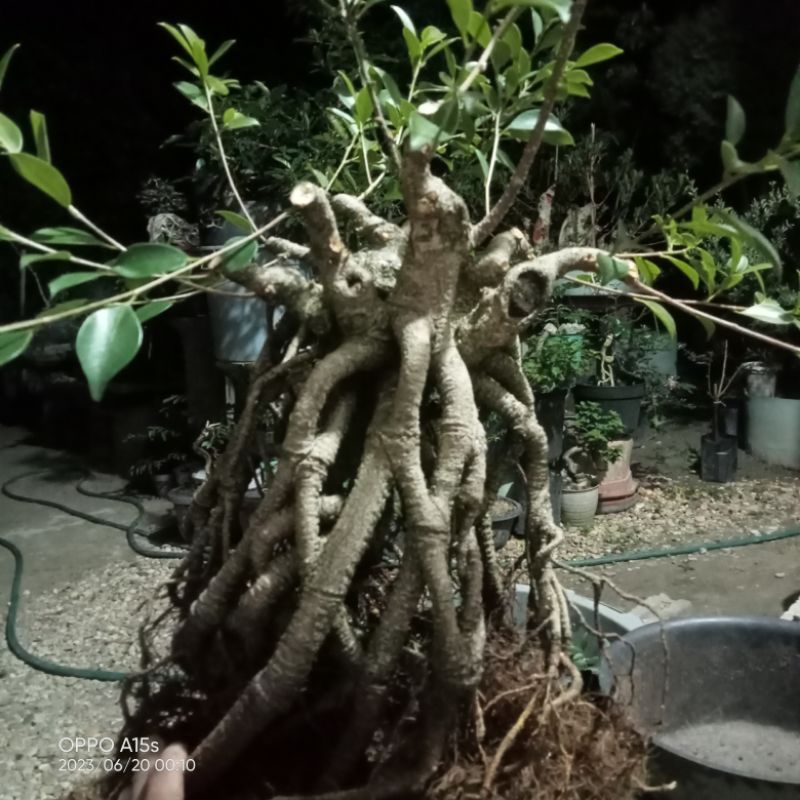 Jual bonsai kimeng | Shopee Indonesia