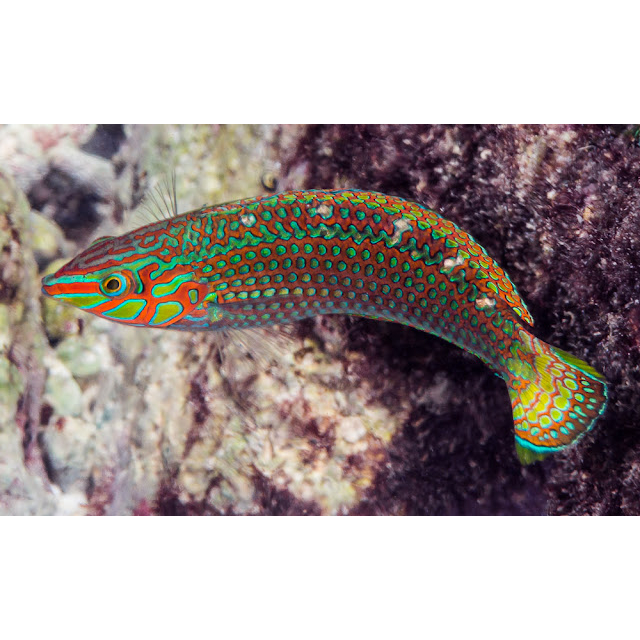 Jual Keling Bayaman / Argus Wrasse / Pemakan Hama / Air Laut / Tankmate ...