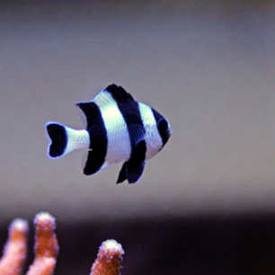 Jual Ikan Betok Zebra / Striped Damselfish / Air Laut / Tankmate Nemo ...