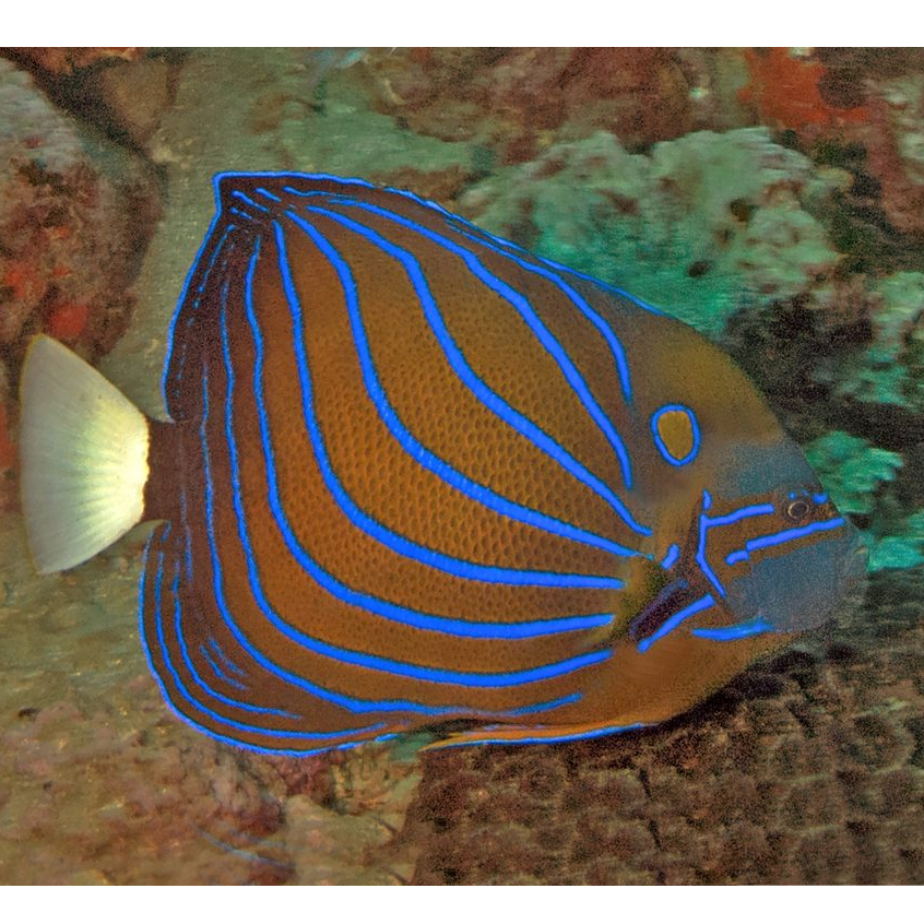 Jual Ikan Angel Anularis / Blue Ring Angelfish / Air Laut / Tankmate ...