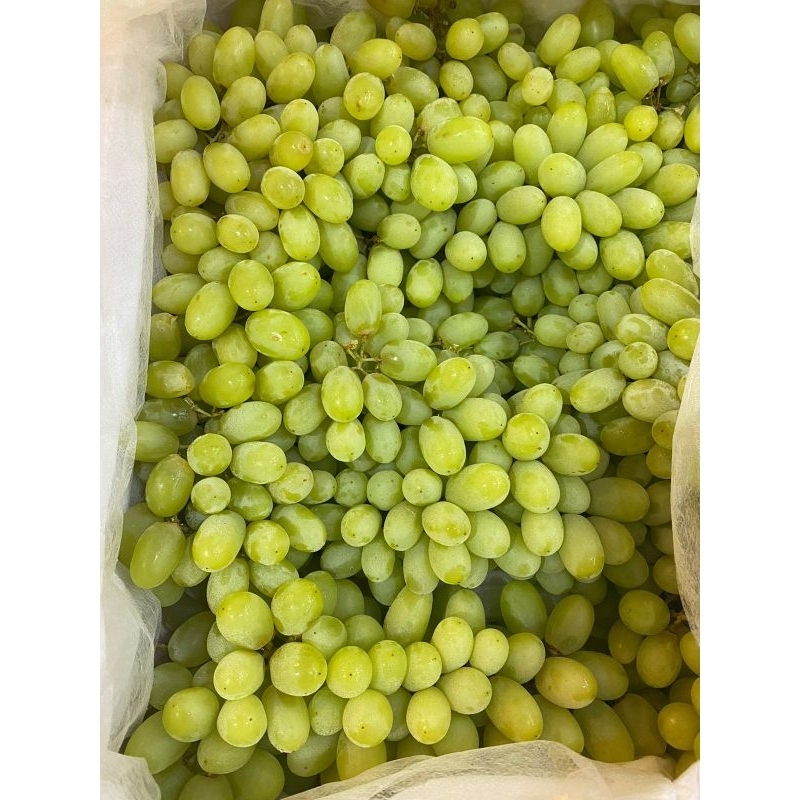 Jual anggur hijau baby thompson|anggur hijau|anggur ijo|buah anggur ...