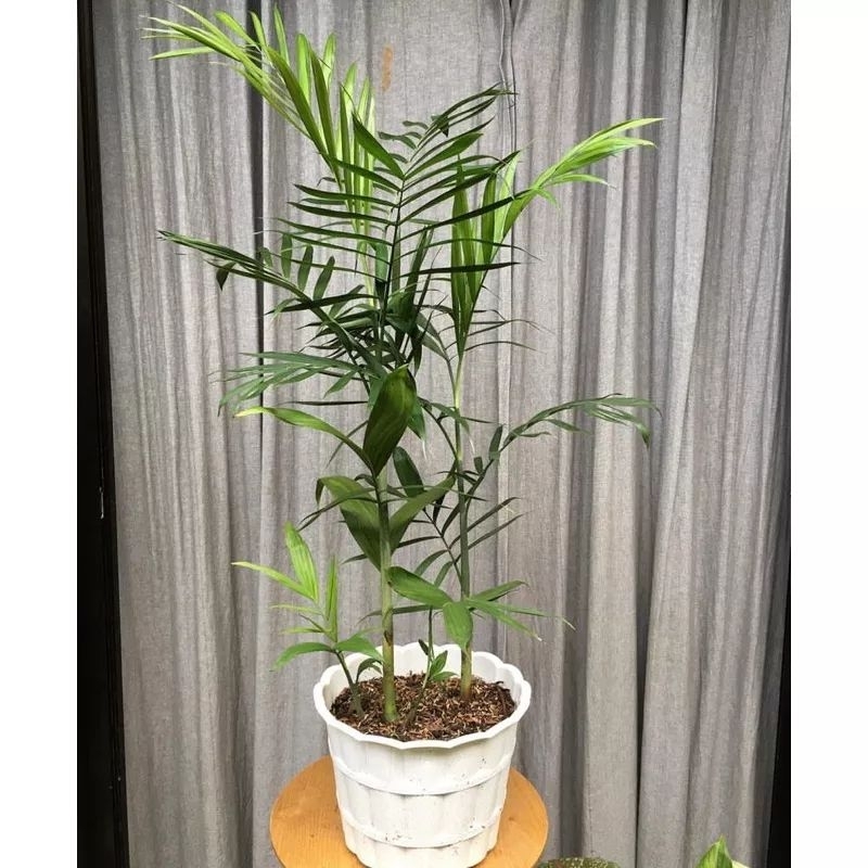 Jual Promo Bisa Cod Tanaman Hias Palem Komodoria Tanaman Hias Palem ... Jual Promo Bisa Cod Tanaman Hias Palem Komodoria Tanaman Hias Palem ...