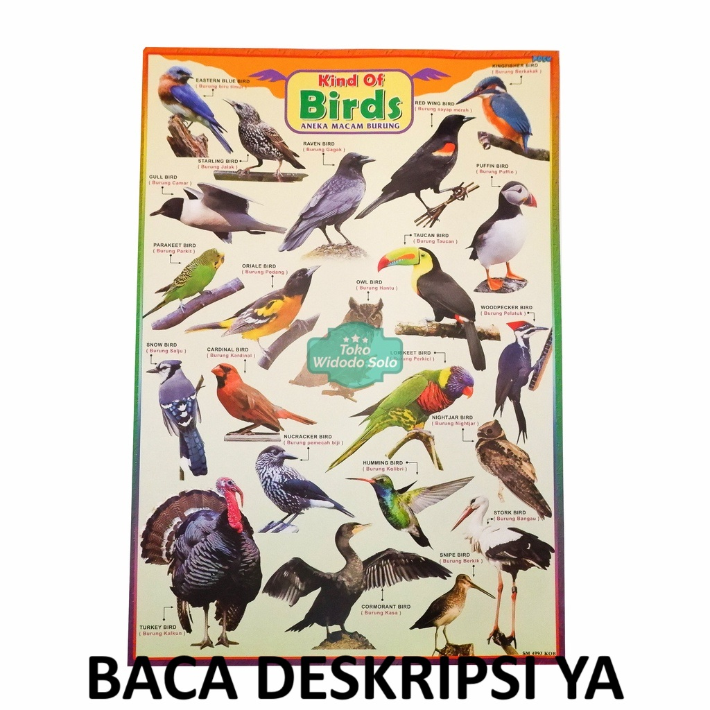 Jual 1 LEMBAR Poster Edukasi Burung 35x50cm | Shopee Indonesia