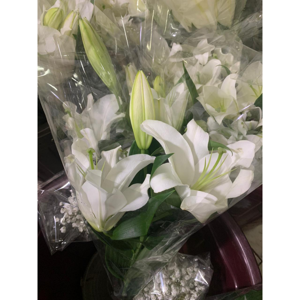 Jual BUNGA LILY FRESH/ASLI PER TANGKAI | Shopee Indonesia