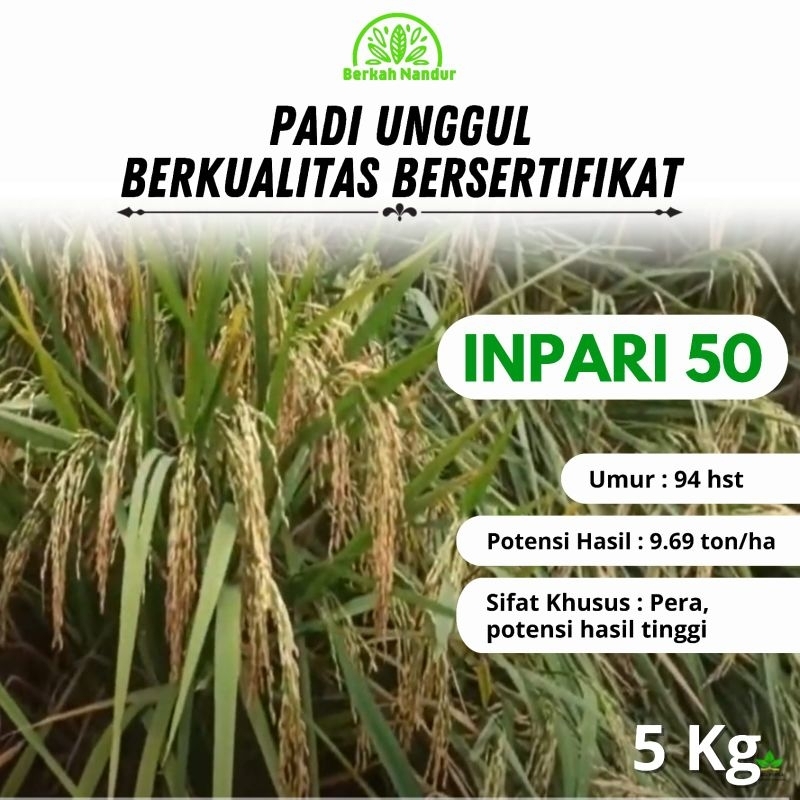 Jual Benih Padi Inpari 50 Marem 5kg Benih Padi Unggul Bibit Padi unggul | Shopee Indonesia