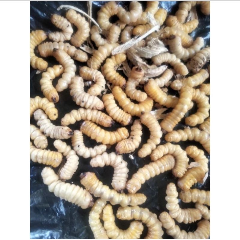 Jual Ulat kayu/ulat songo/uter kayu 50 ekor umpa pancing | Shopee Indonesia