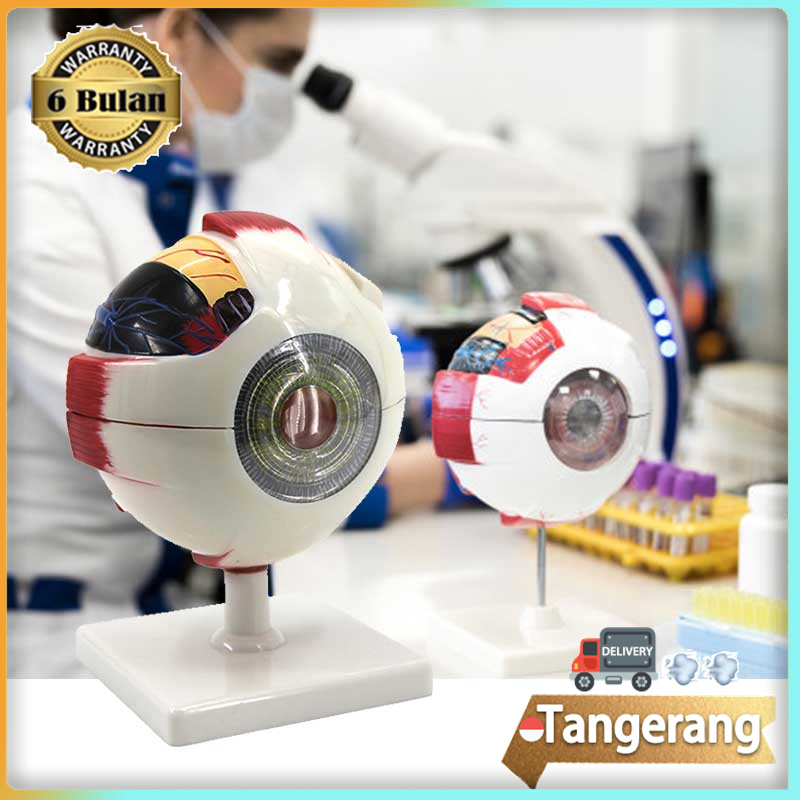 Jual Human Eye Eyeball Model Eyeball Internal Structure 6x Removable ...