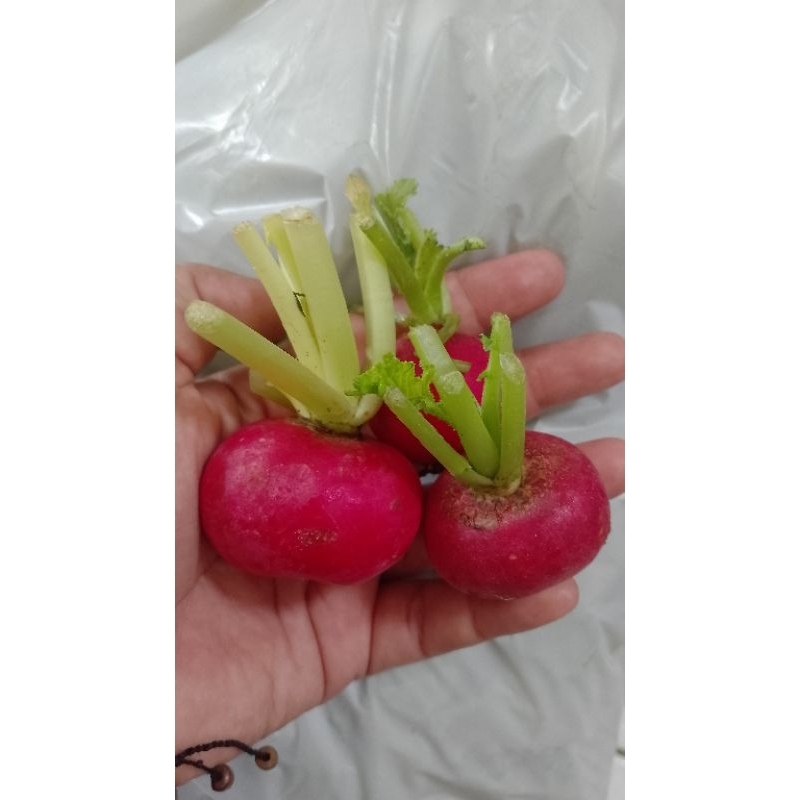 Jual sayur baby red radish segar 250gr | Shopee Indonesia