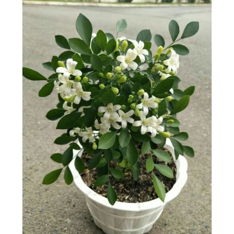 Jual tanaman bunga kemuning bunga wangi | Shopee Indonesia