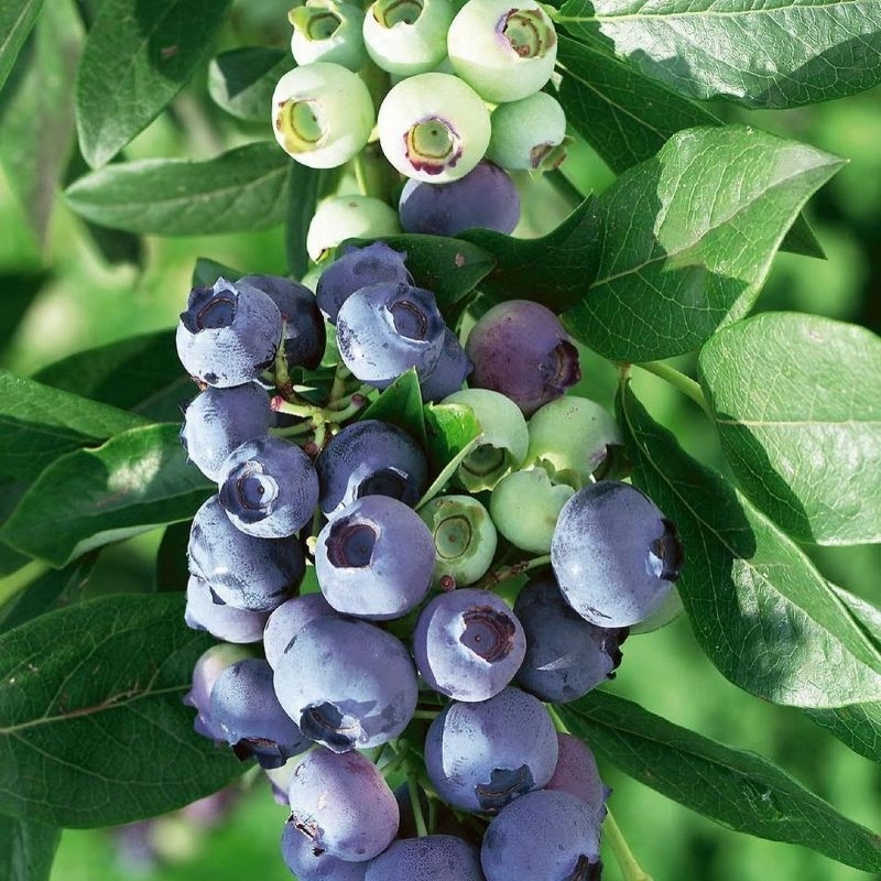 Jual Bibit tanaman buah northern highbush blueberry (Vaccinium ...