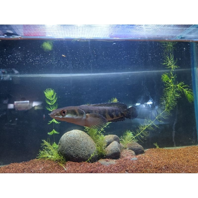 Jual ANPRAQUATIC - IKAN CHANNA MARU GREEN JUMBO MARULIUS GREEN | Shopee ...