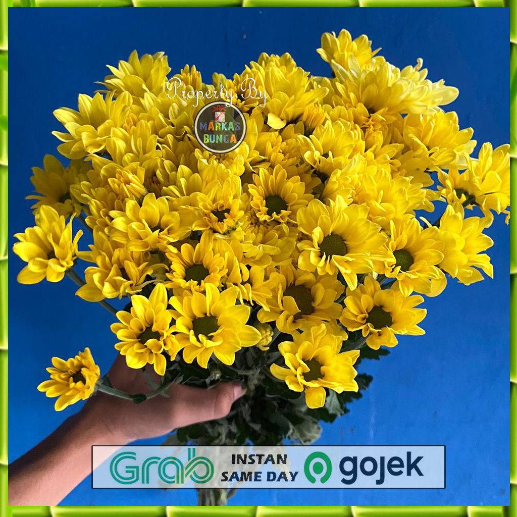 Jual Bunga aster kuning regent per 10 tangkai | Shopee Indonesia