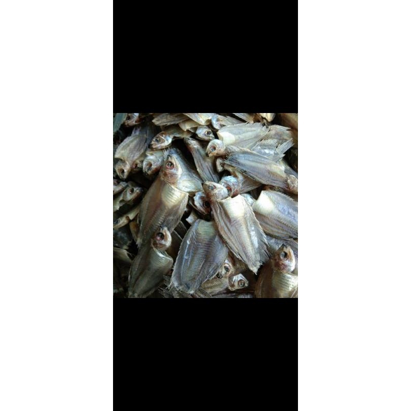 Jual sepat rawaa | Shopee Indonesia