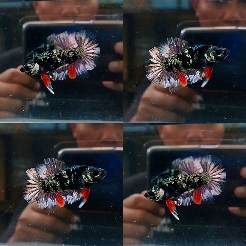 Jual avatar cooper ( M ) | Shopee Indonesia