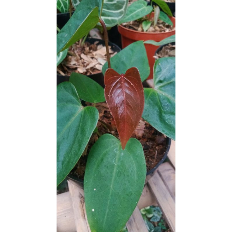 Jual anthurium papilaminum x subsignatum | Shopee Indonesia