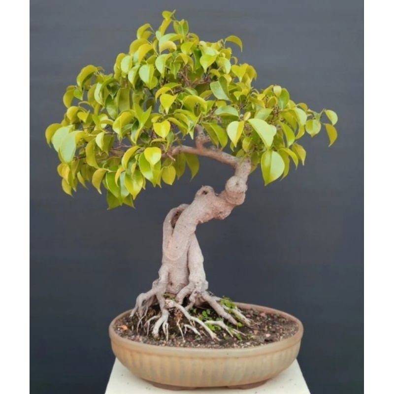 Jual Bonsai Ficus Golden Bonsai Ficus Panda Golden ORIGINAL KOLEKSI ...