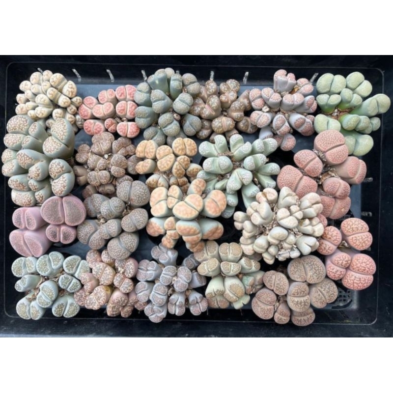 Jual Lithops Cluster | Shopee Indonesia