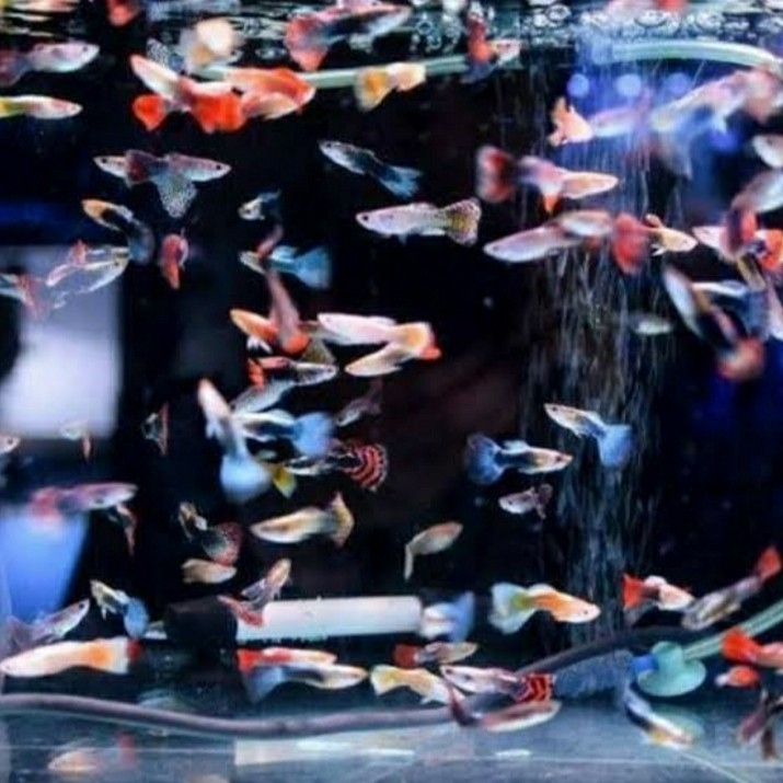 Jual Ikan Hias Guppy Air Tawar Aquarium Aquascape | Shopee Indonesia