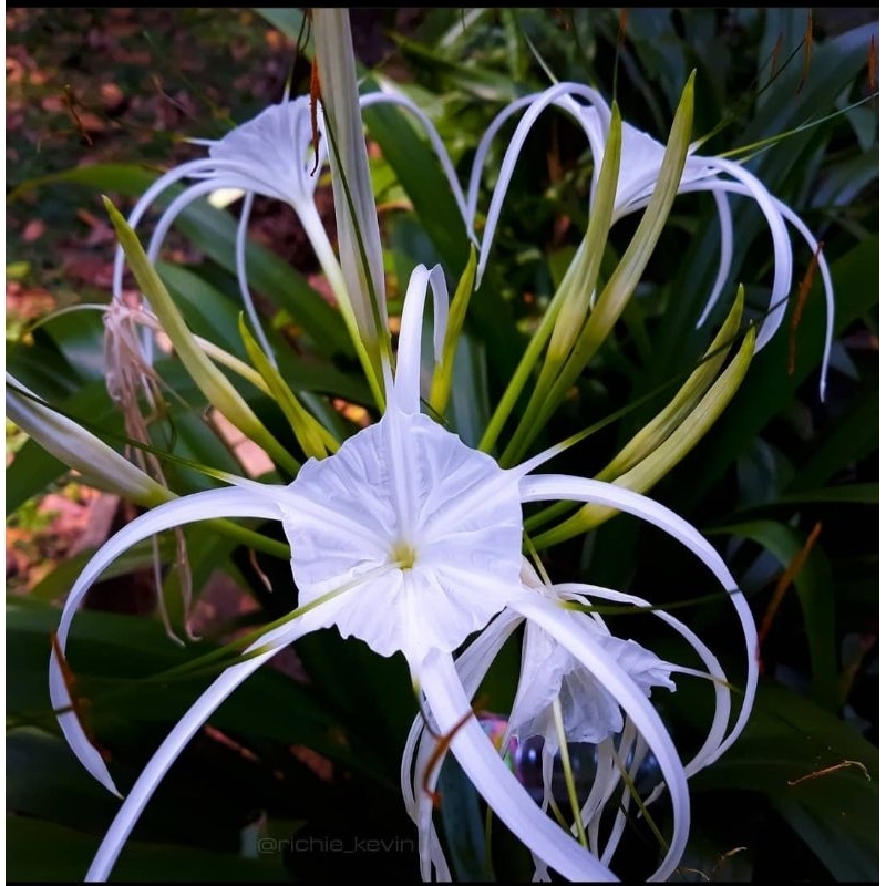 Jual bibit tanaman bakung hijau bunga putih/spider lily | Shopee Indonesia