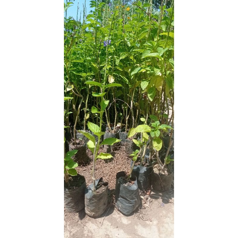 Jual tanaman herbal pecut kuda banyak khasiat | Shopee Indonesia