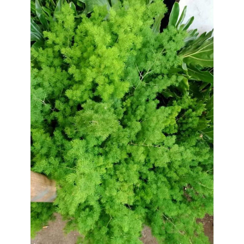 Jual Asparagus Bintang, Tanaman Hias Asparaga Bintang | Shopee Indonesia
