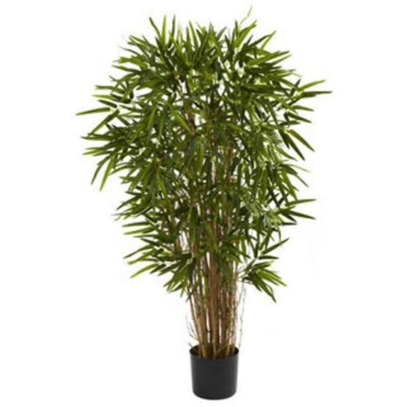 Jual tanaman hias bambu kuning mini | Shopee Indonesia
