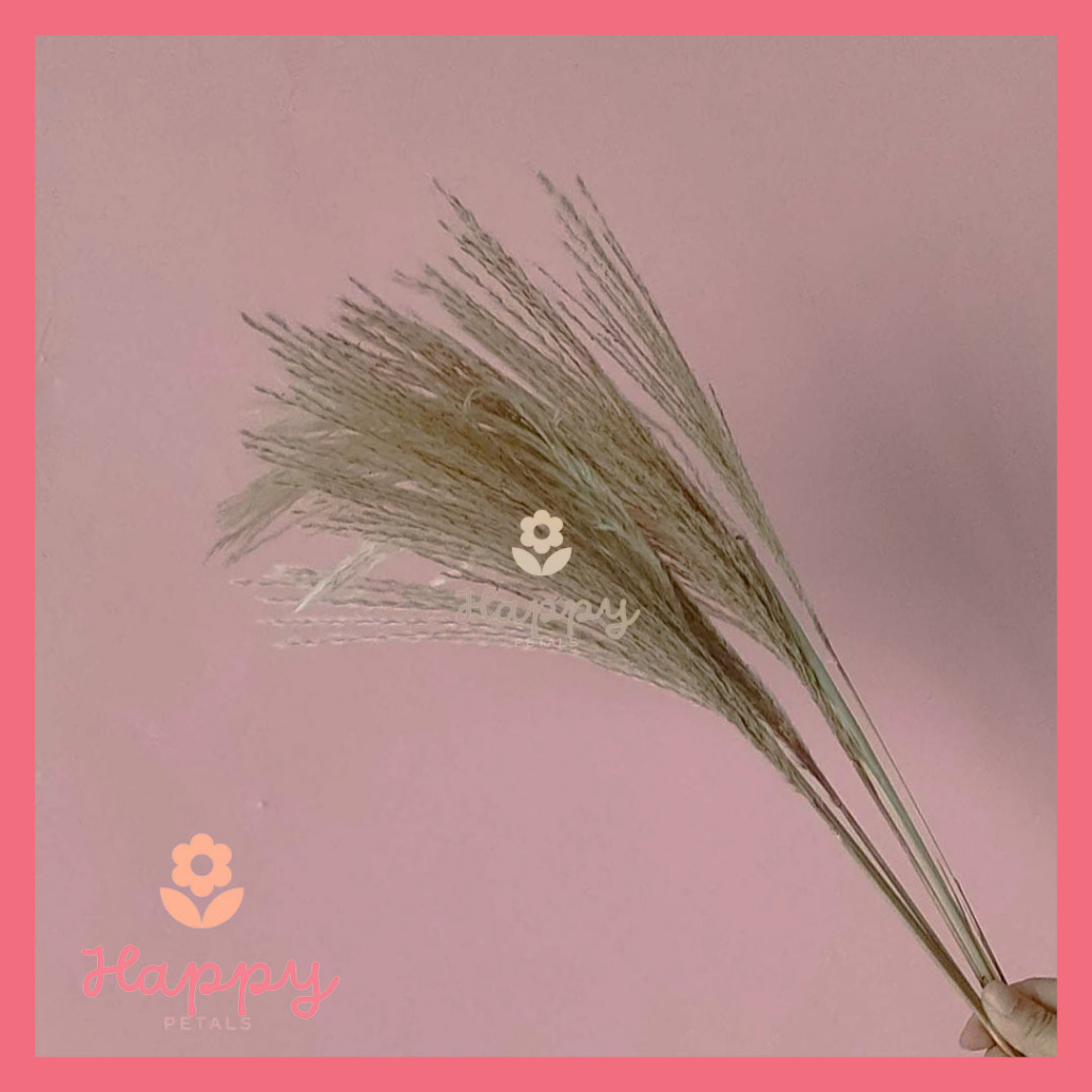 Jual Dried Pampas Mini Reed Style decor wedding natural dekorasi rumput ...